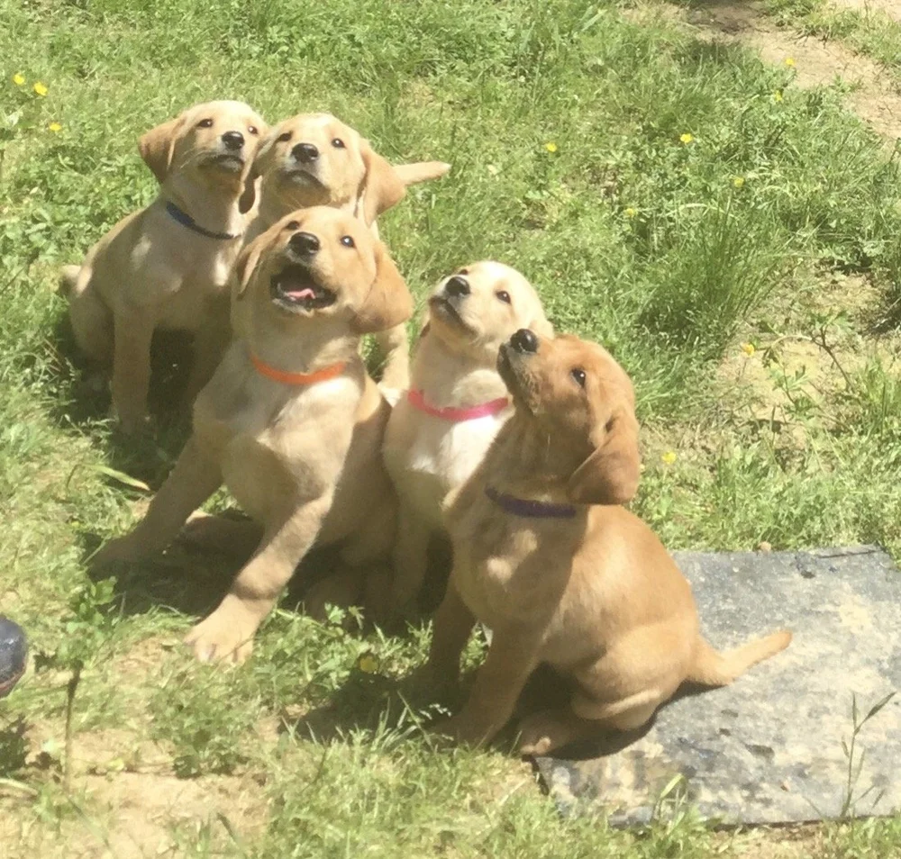 Our Videos | Enhance Your Training Today — DUCKHILL KENNELS founded by ...