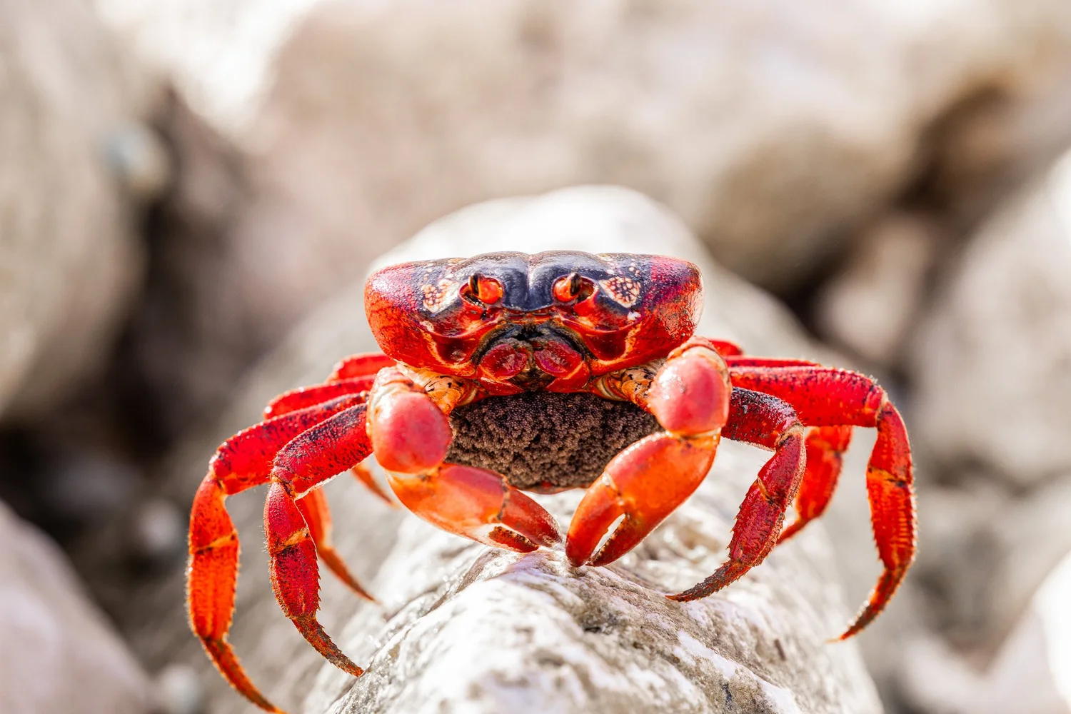 Tour Packages — Christmas Island