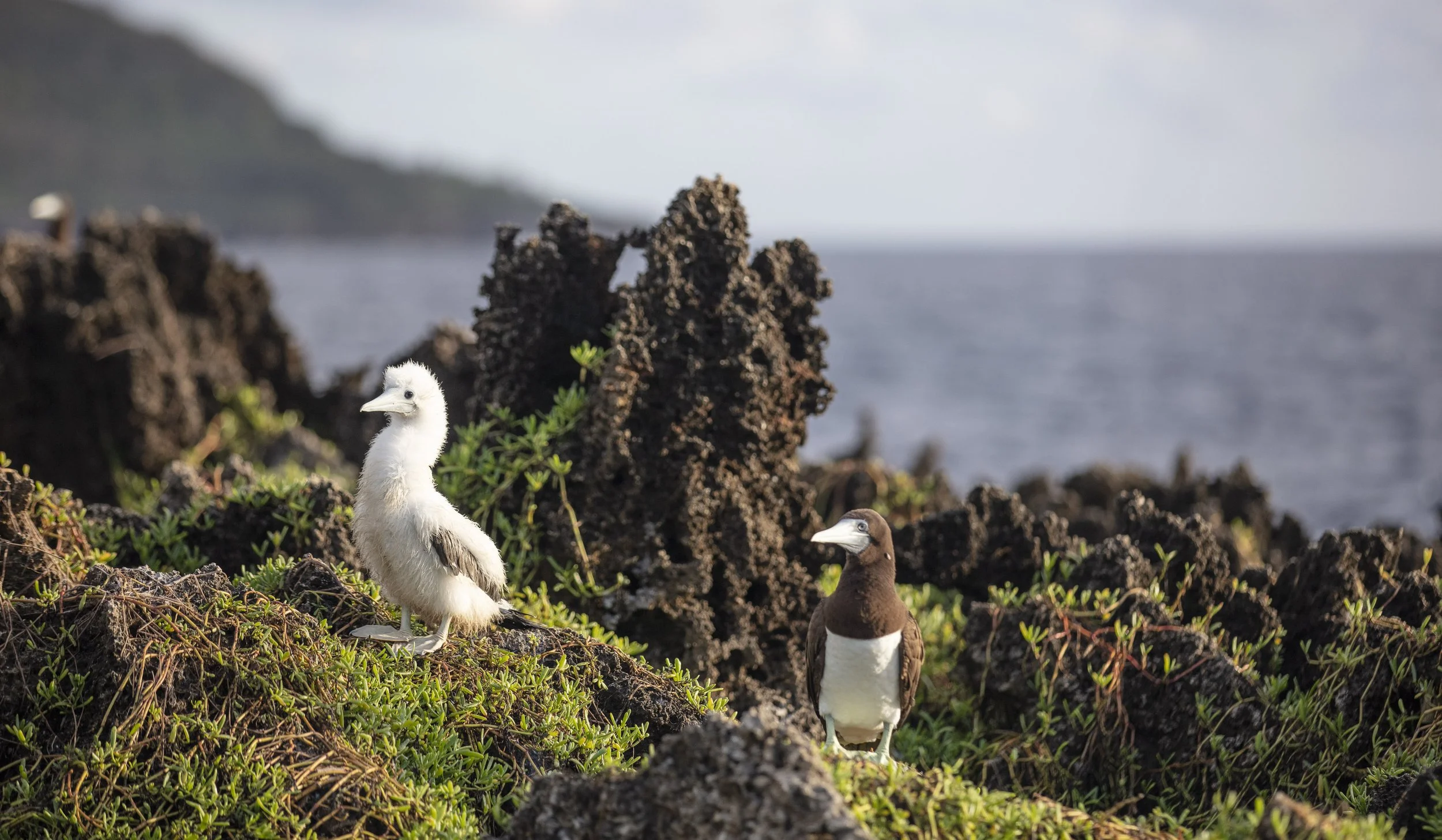 Essential Traveller Information — Christmas Island