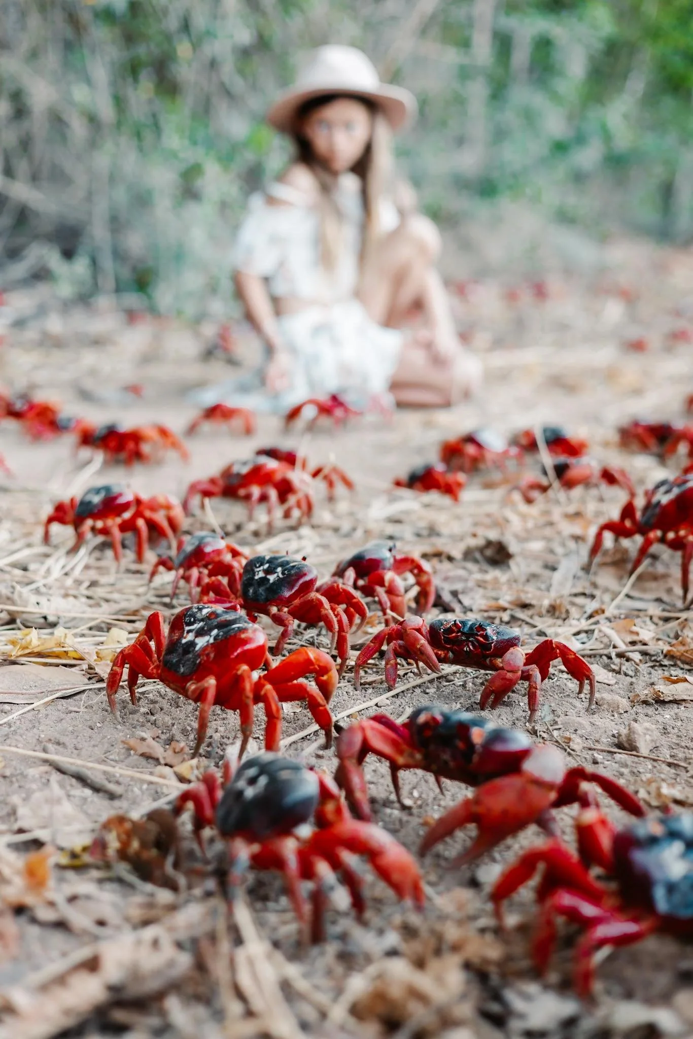 Red Crab Migration — Christmas Island