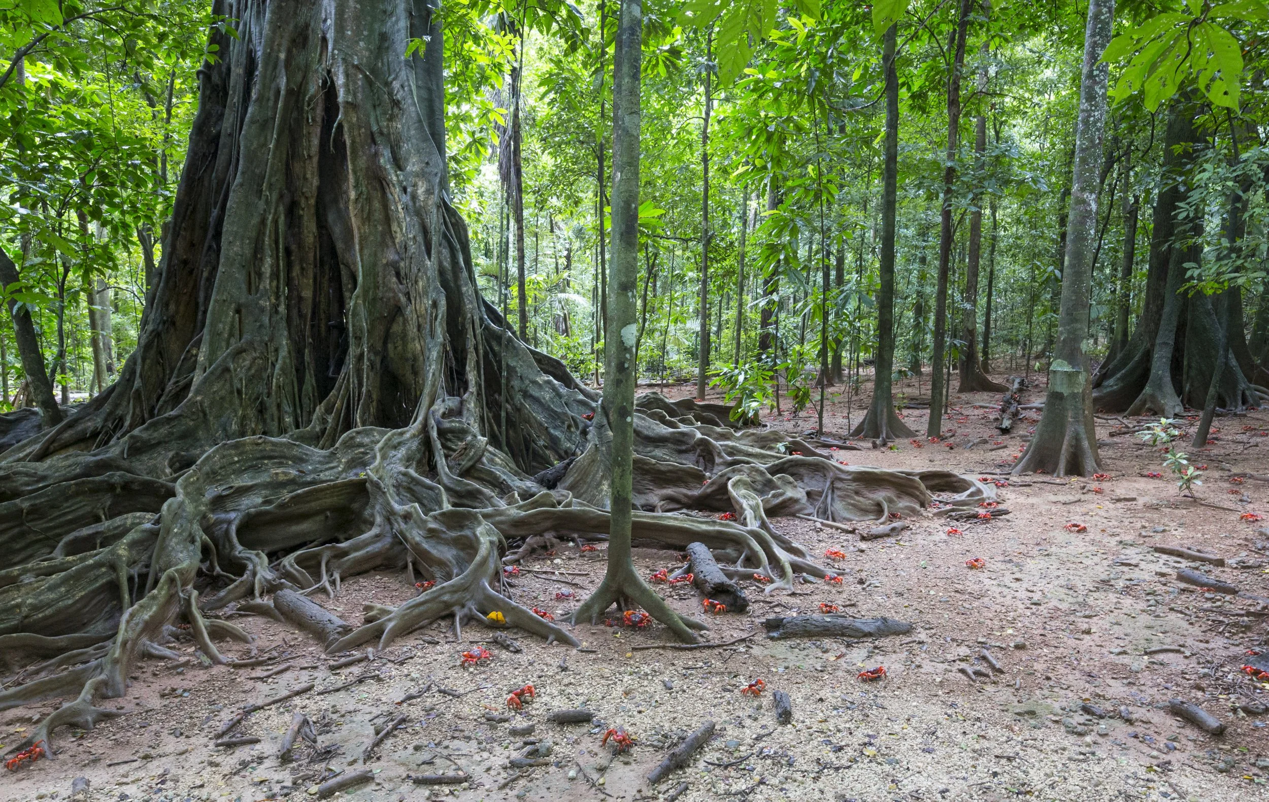 NATURE & WILDLIFE — Christmas Island