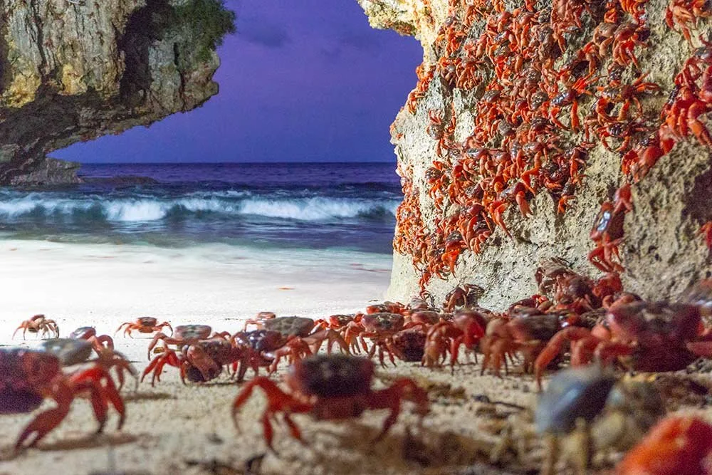 Red Crab Migration — Christmas Island