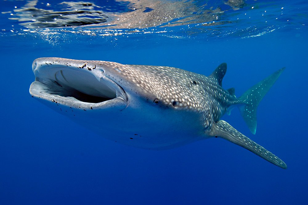 MARINE LIFE — Christmas Island