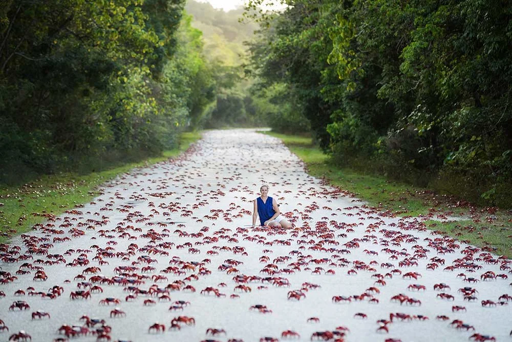 Red Crab Migration — Christmas Island
