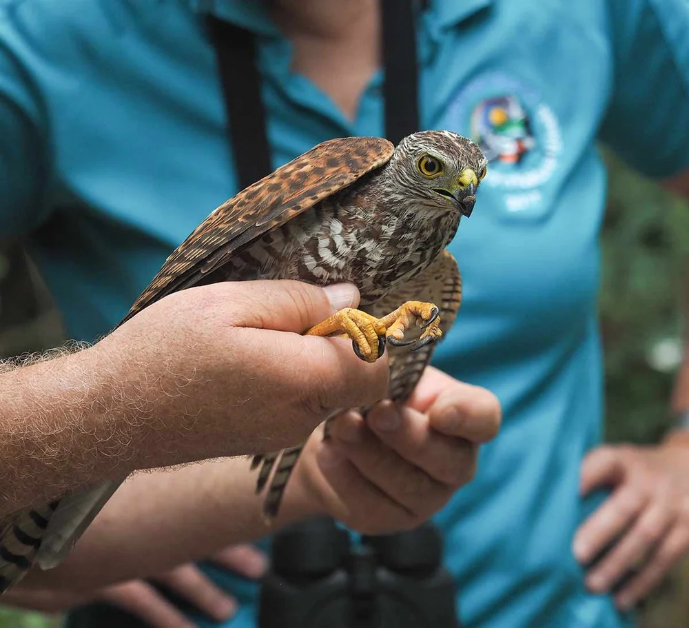 Bird Watching Guide — Christmas Island