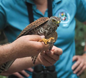 Bird Watching Guide — Christmas Island