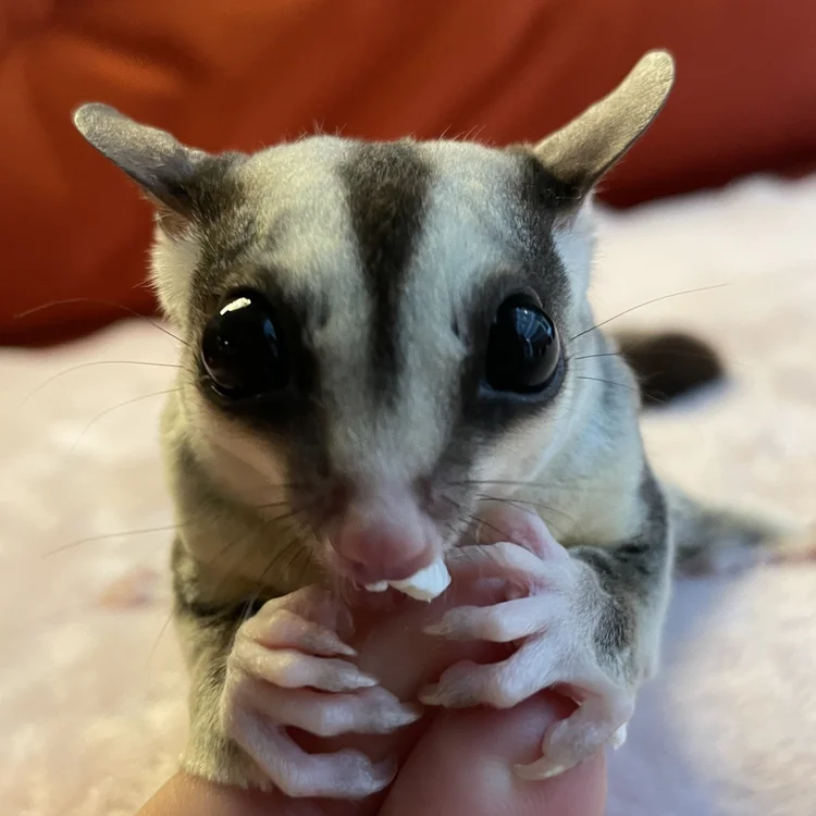 Meet the Colony — Cuddly Colony