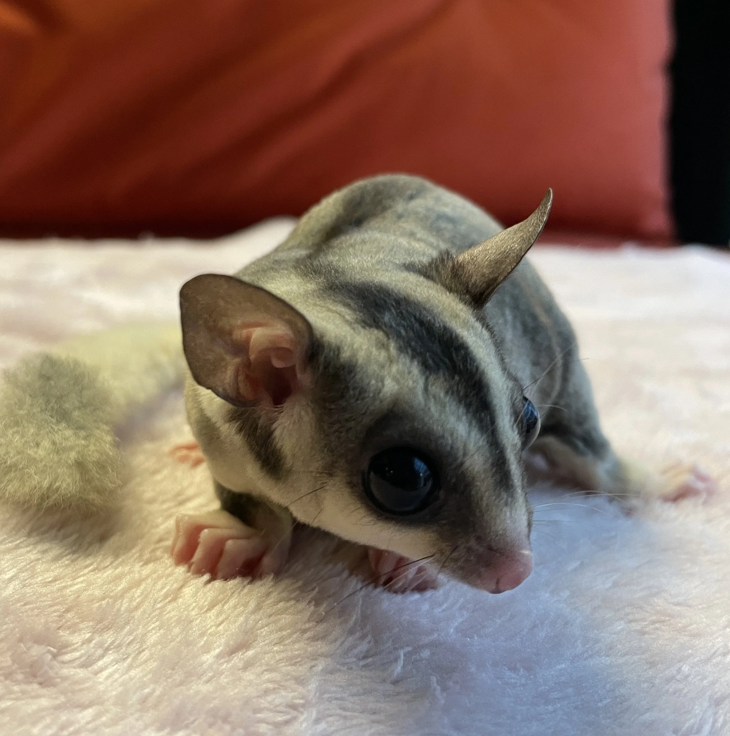 Meet the Colony — Cuddly Colony