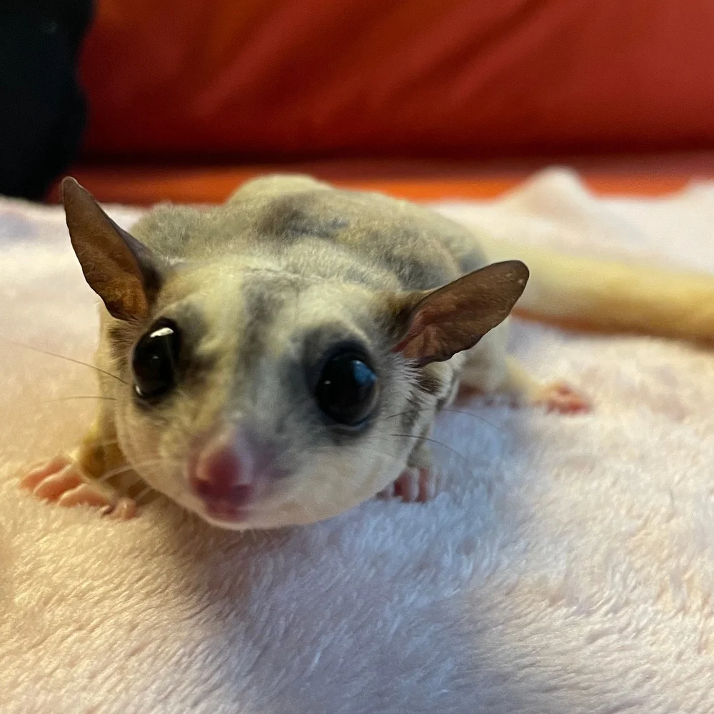 Meet the Colony — Cuddly Colony