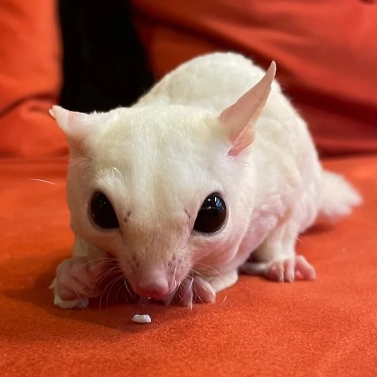 Meet the Colony — Cuddly Colony