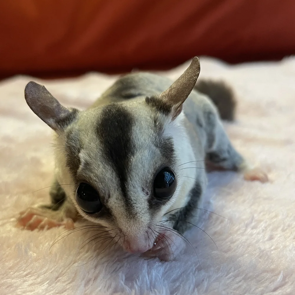 Meet the Colony — Cuddly Colony