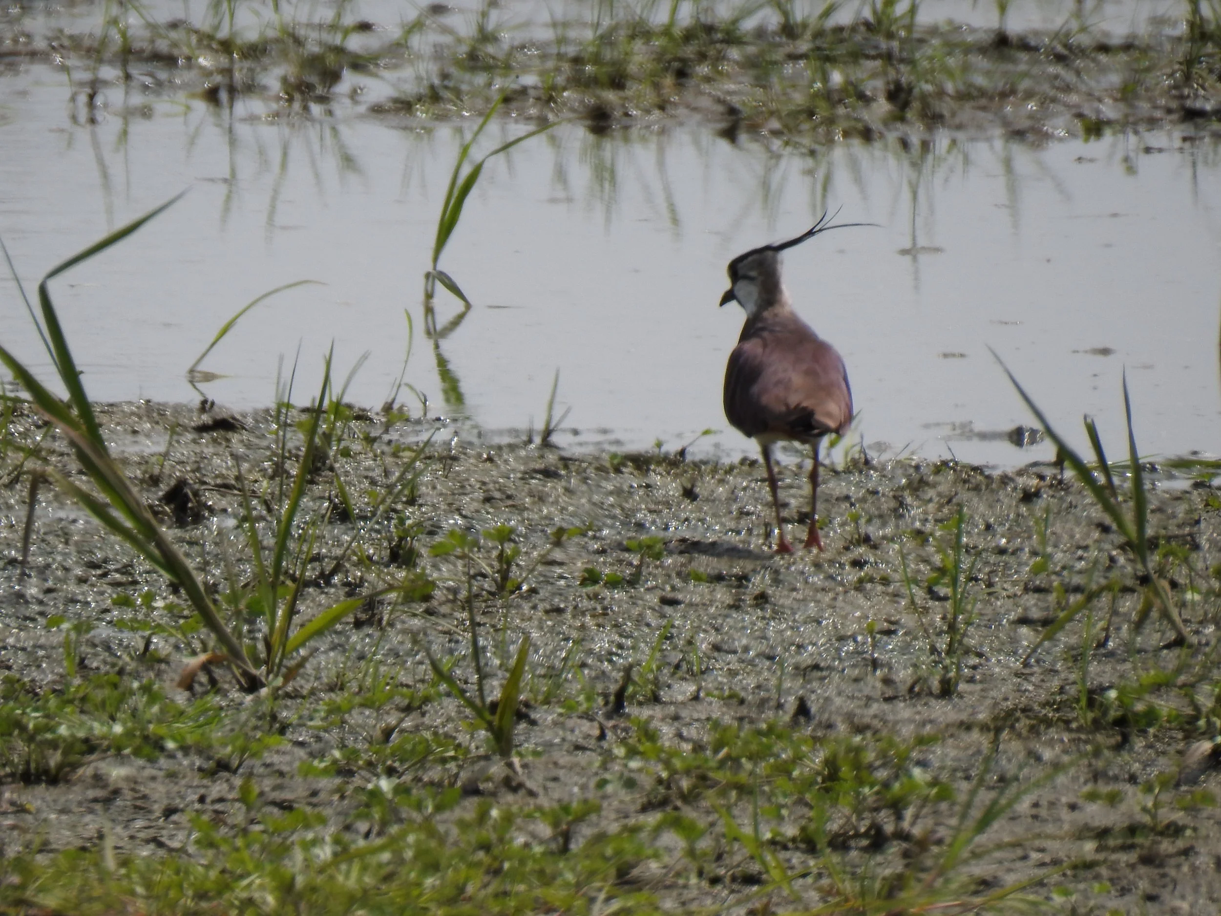 Save Minster Marshes | Wildlife