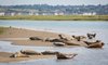 Save Minster Marshes | Wildlife