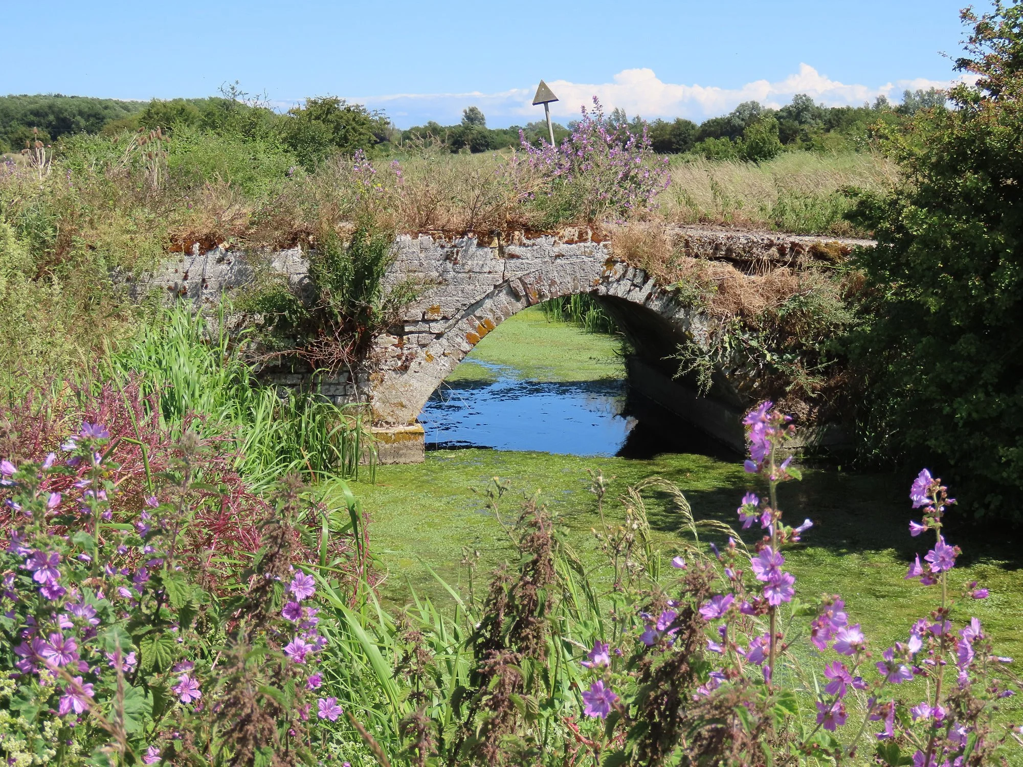 Save Minster Marshes