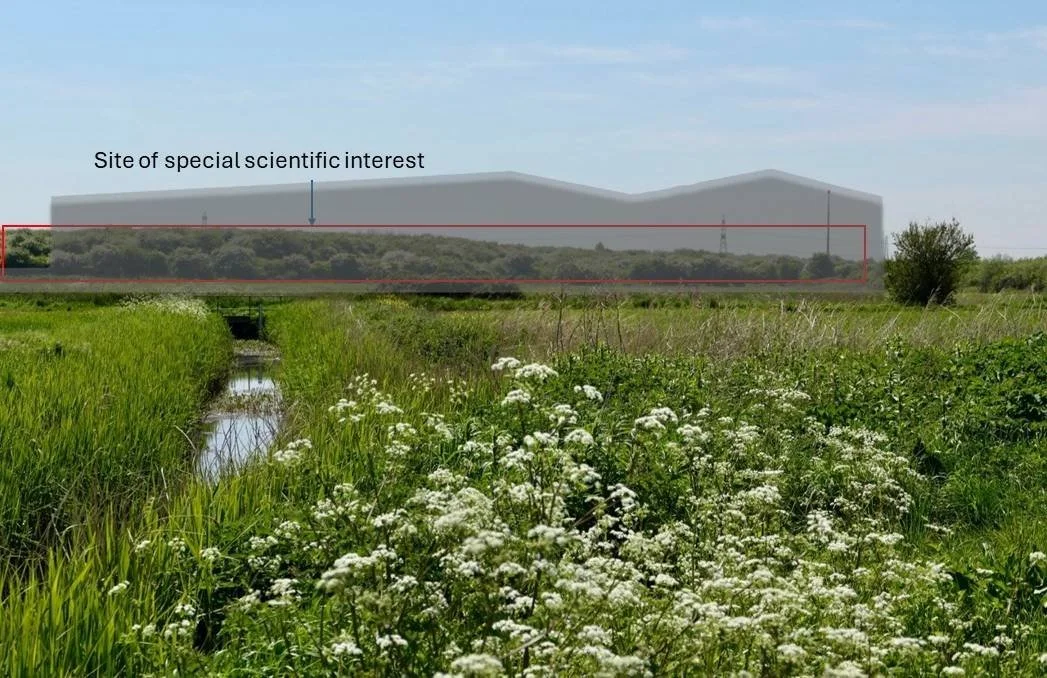 Save Minster Marshes | Wildlife