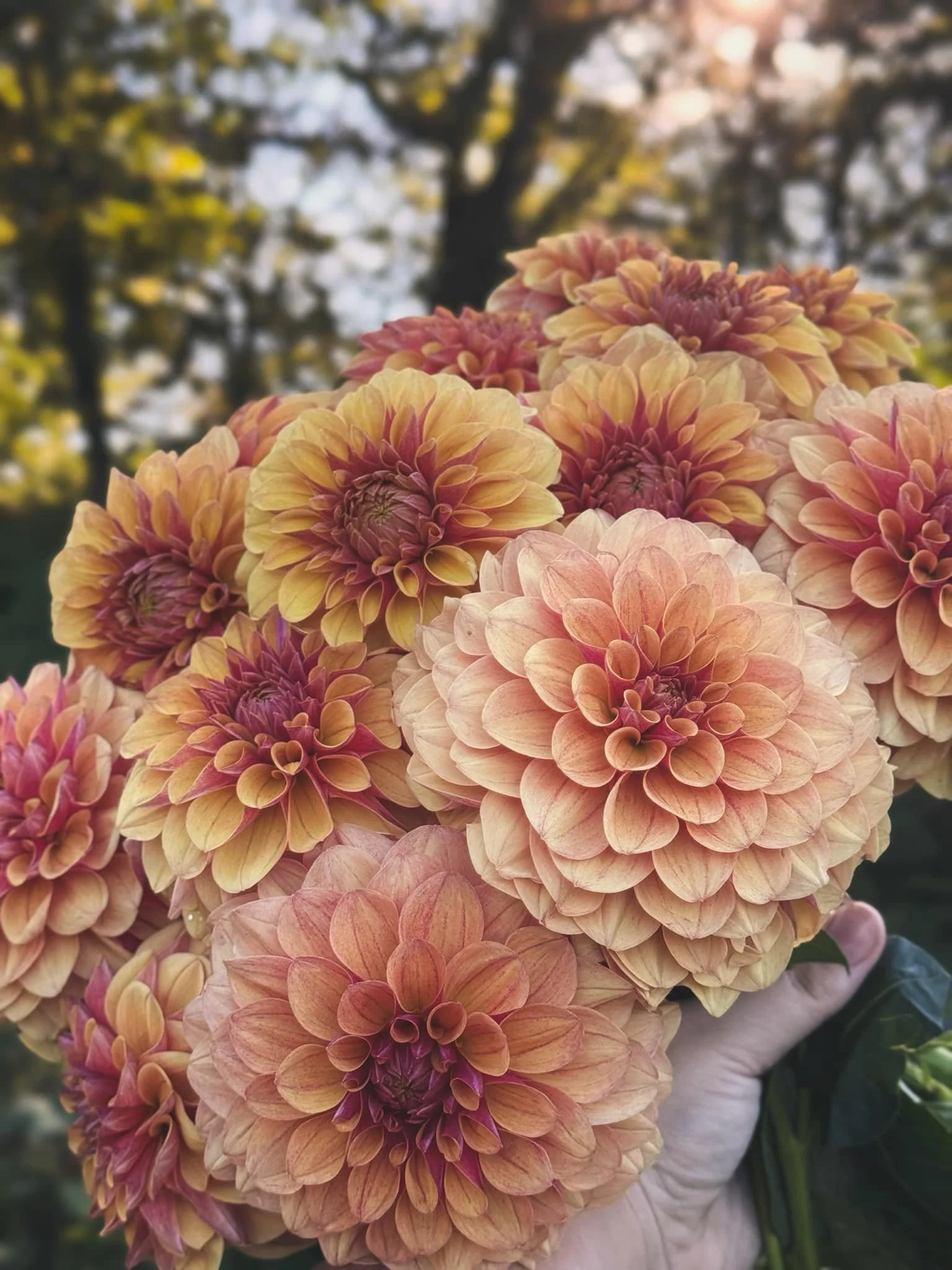 Lee's Golden Raspberry {limit 1} — Three Lakes Blooms