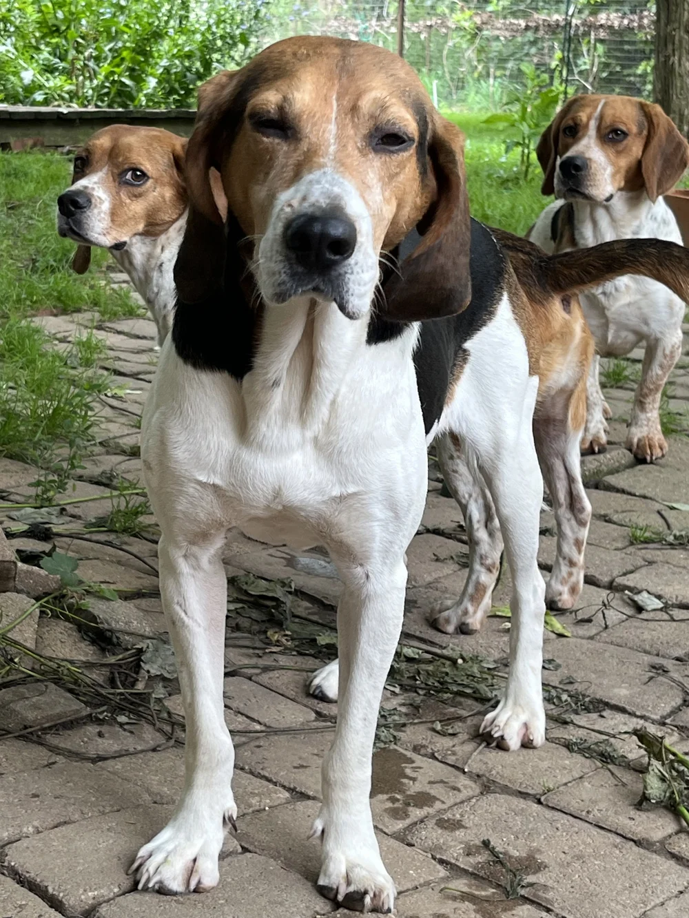About Our Beagles — Beagles RRRRRRR Us