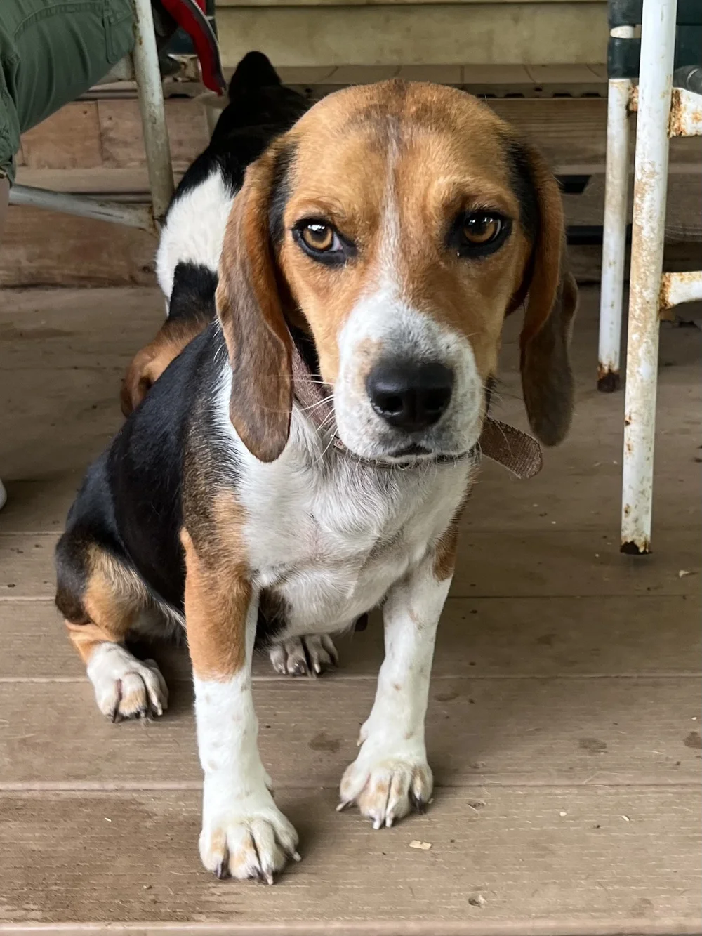 Adoption Process — Beagles RRRRRRR Us