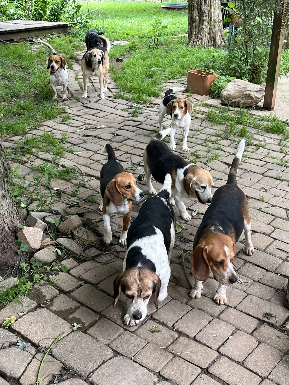 About Our Beagles — Beagles RRRRRRR Us