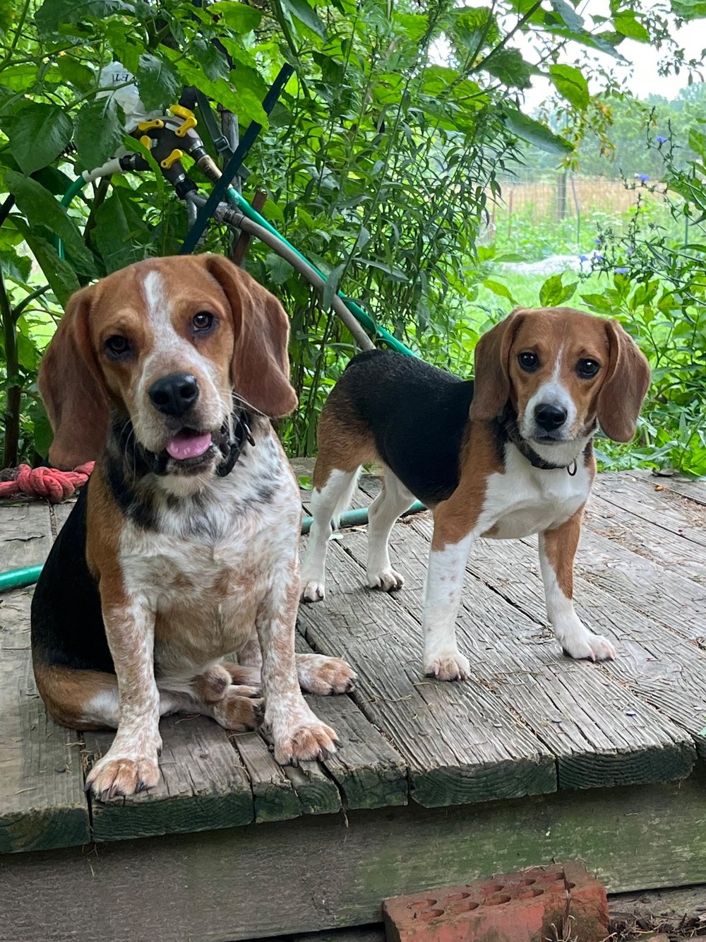 About Our Beagles — Beagles RRRRRRR Us