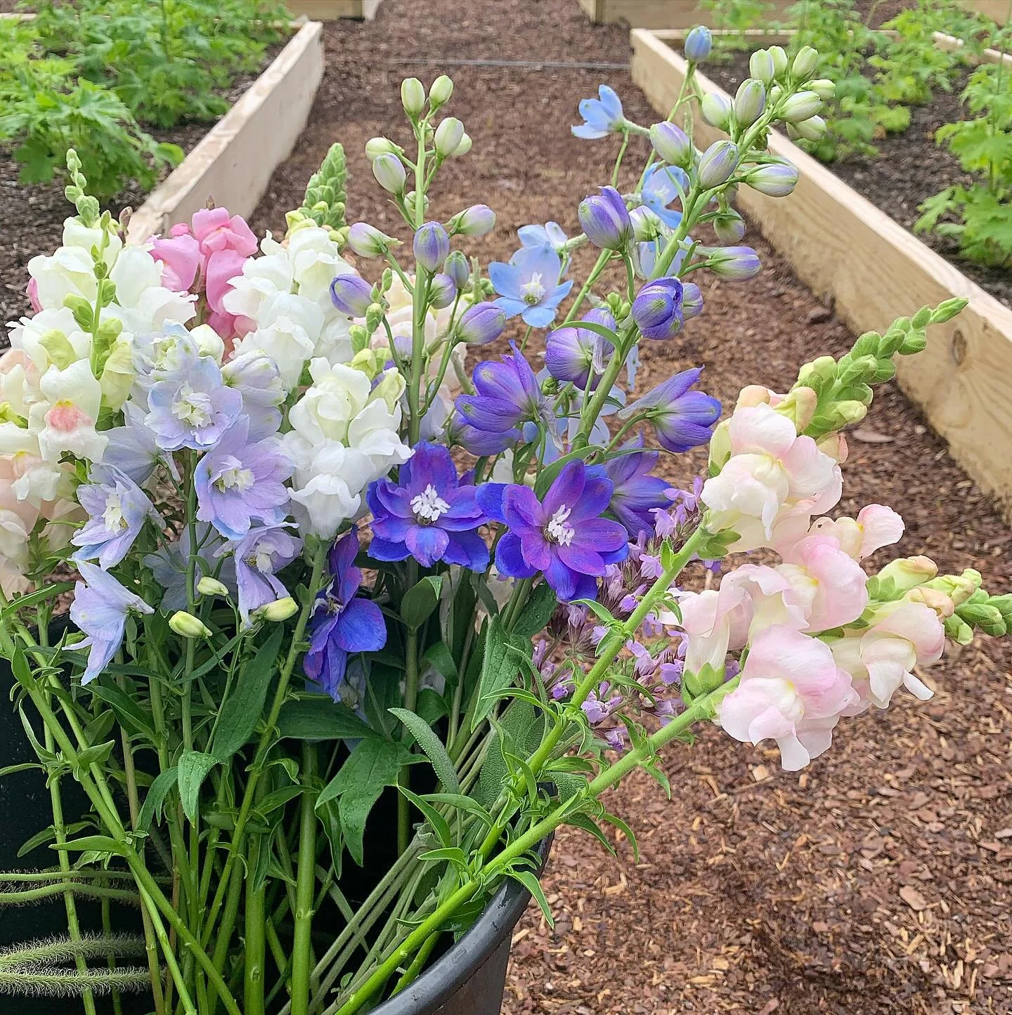 Wild Goose Flower Farm