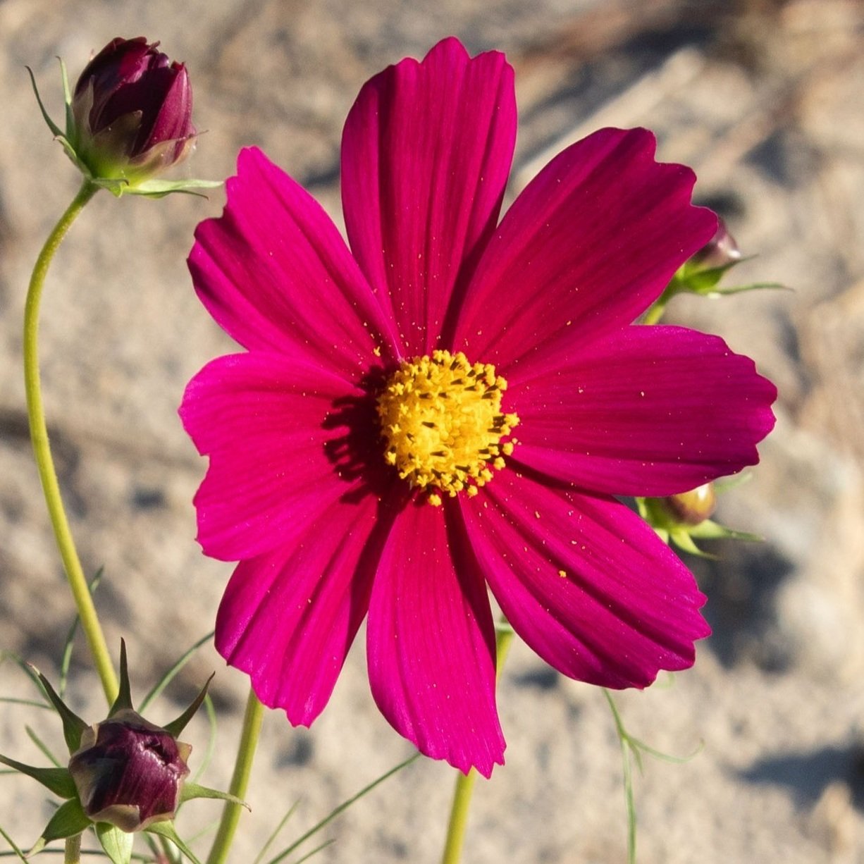 Wild Goose Flower Farm