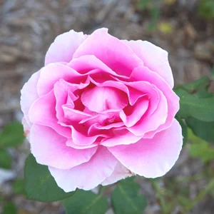 Wild Goose Flower Farm