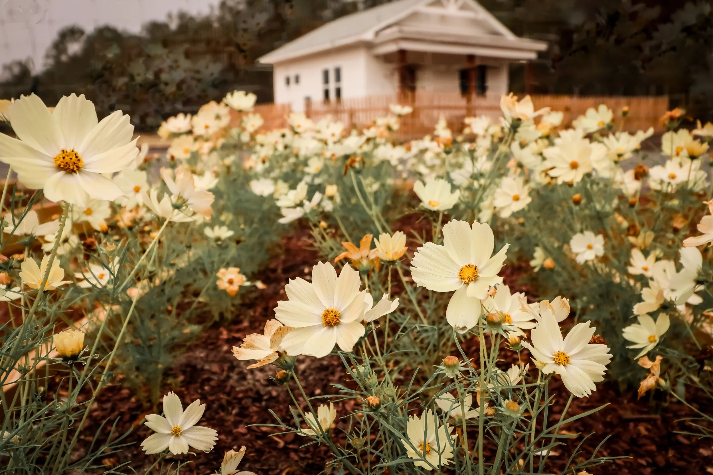 Farmstay — Wild Goose Flower Farm