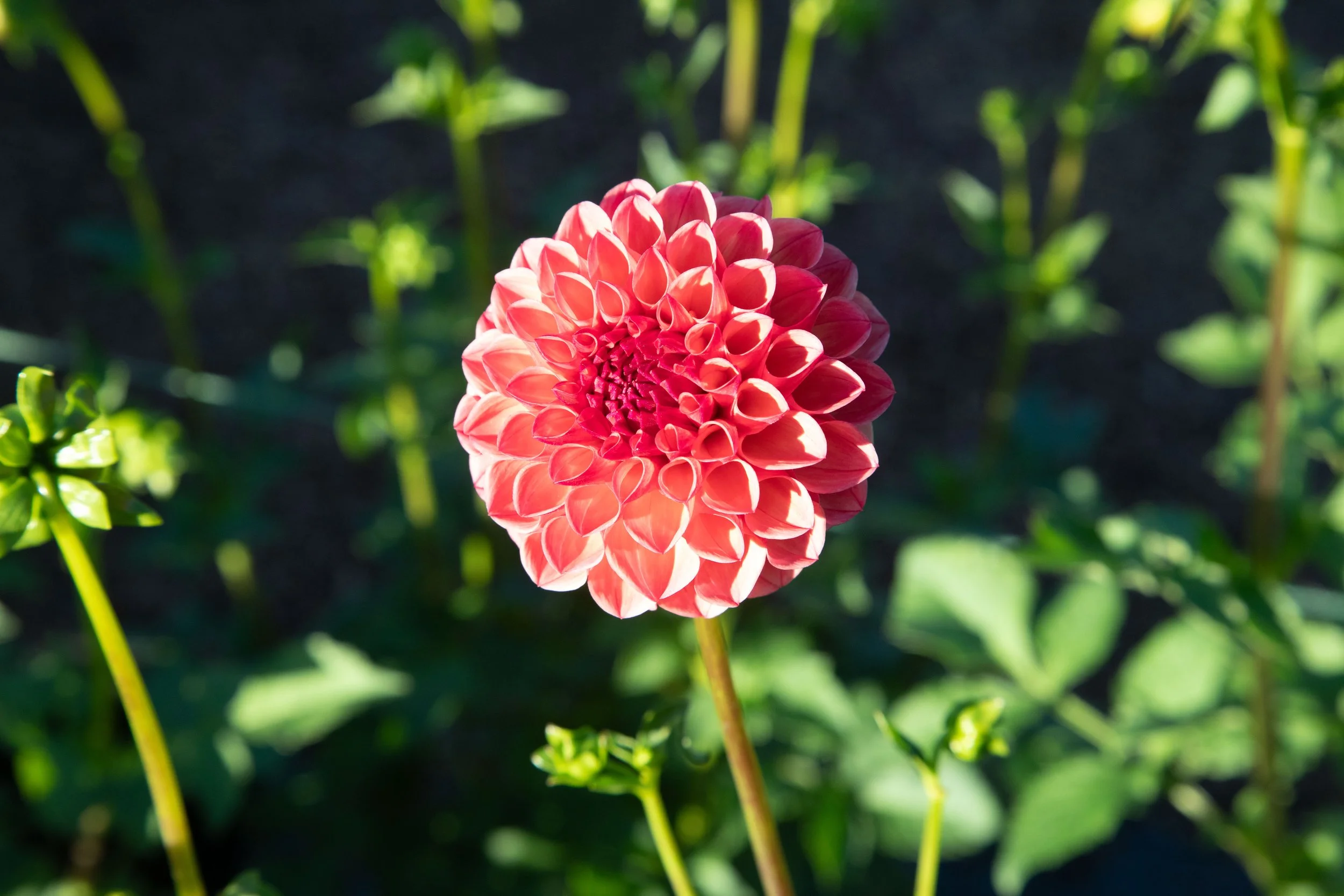 Wild Goose Flower Farm