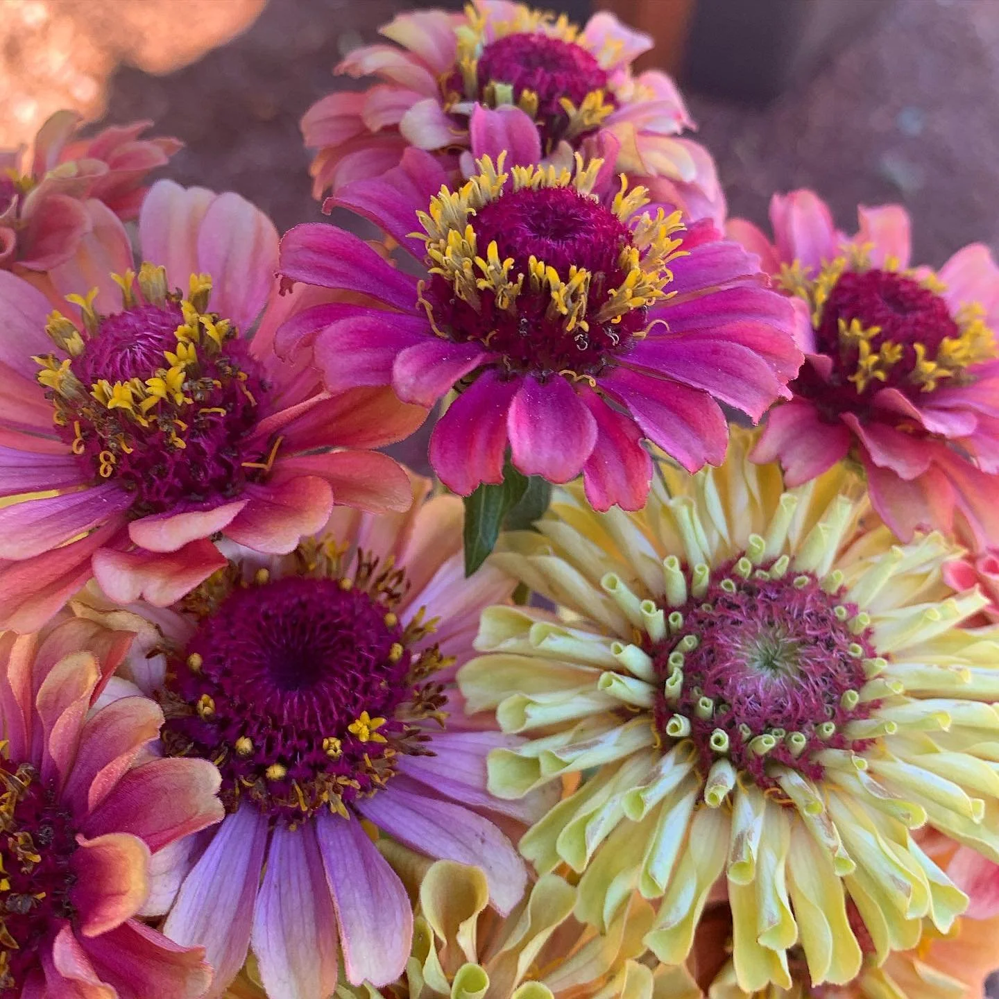 Wild Goose Flower Farm