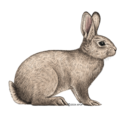 Multilingual BCS Charts — World Pet Obesity Association