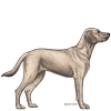 Multilingual BCS Charts — World Pet Obesity Association