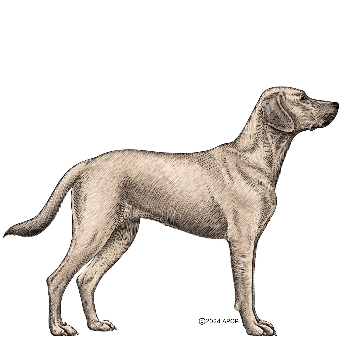 Multilingual BCS Charts — World Pet Obesity Association