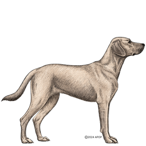 Multilingual BCS Charts — World Pet Obesity Association