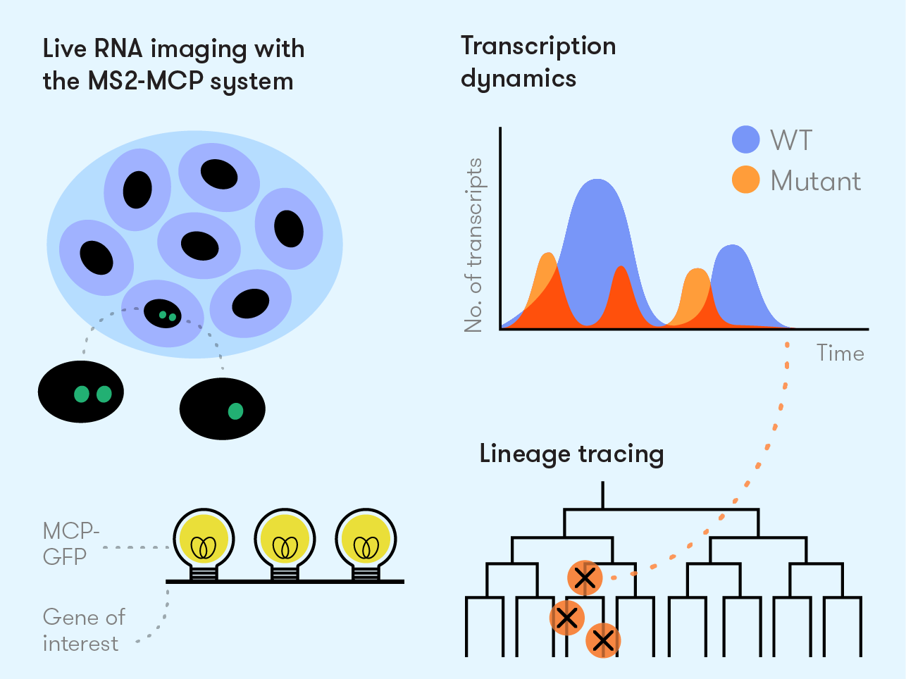 Research — Priya Sivaramakrishnan Lab
