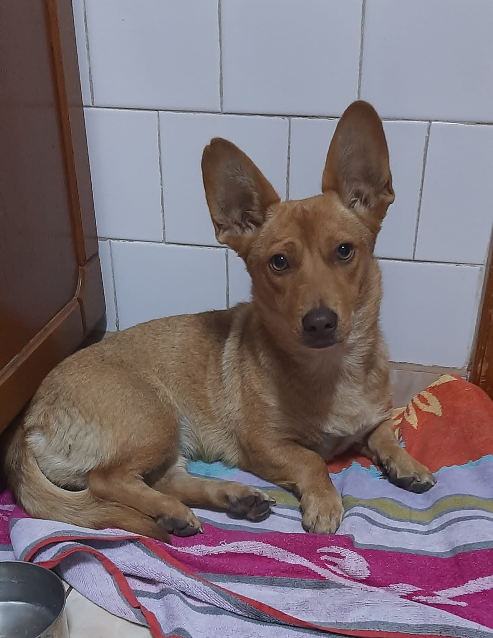 Freedom Angels Romania