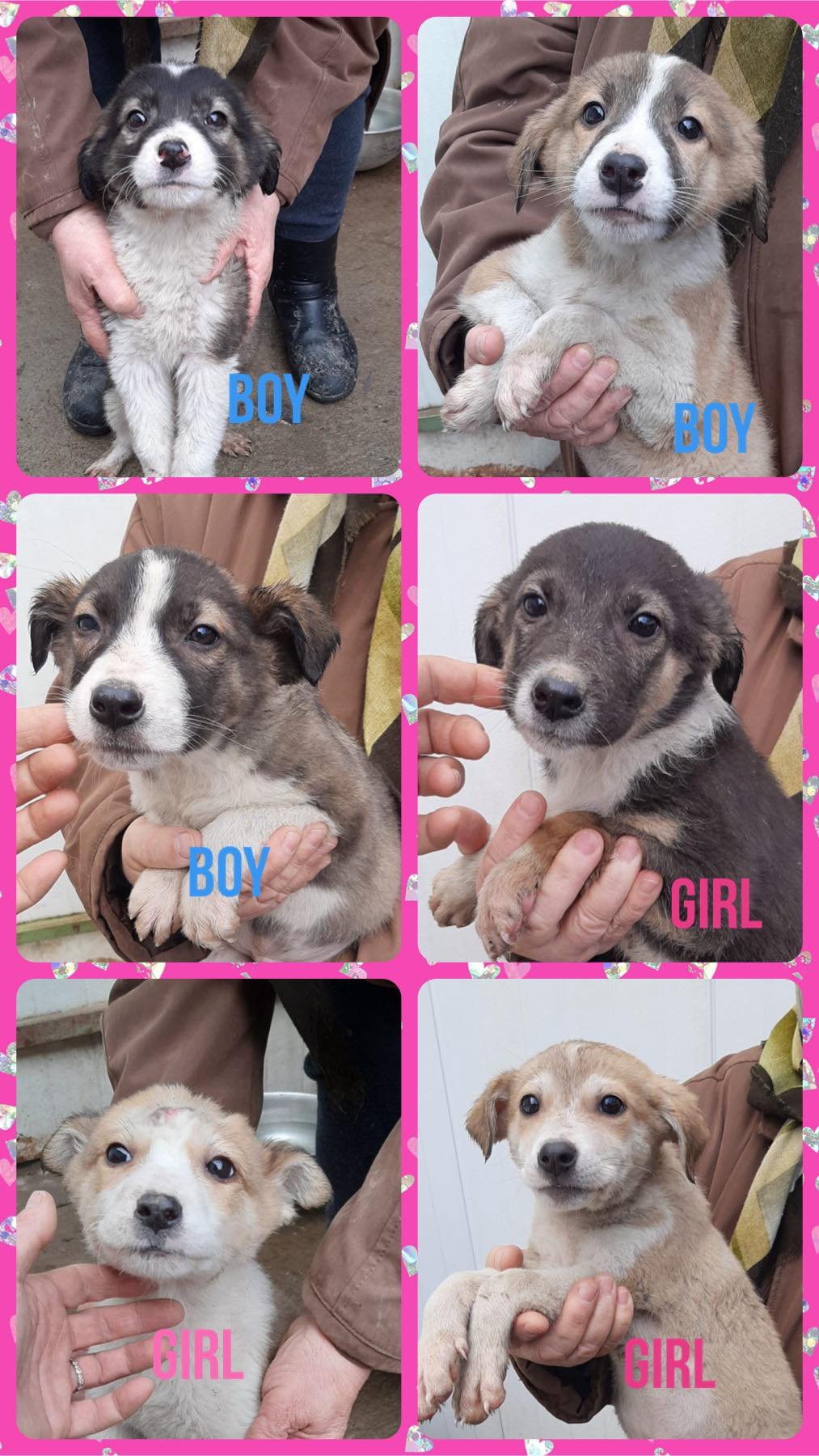 Coming Soon — Freedom Angels Romania