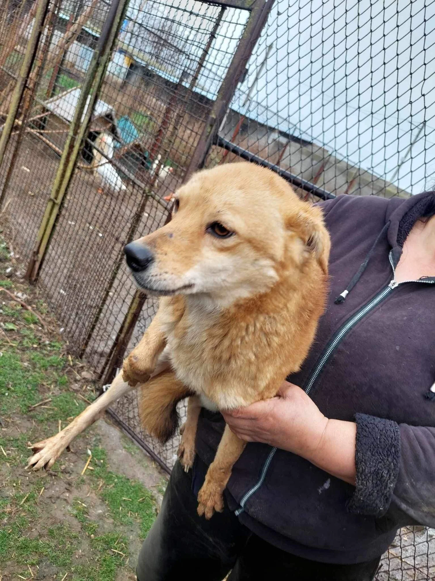 Coming Soon — Freedom Angels Romania