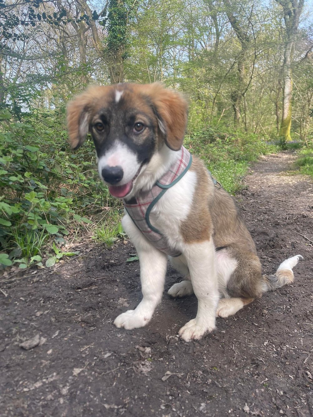 Baby Angels — Freedom Angels Romania