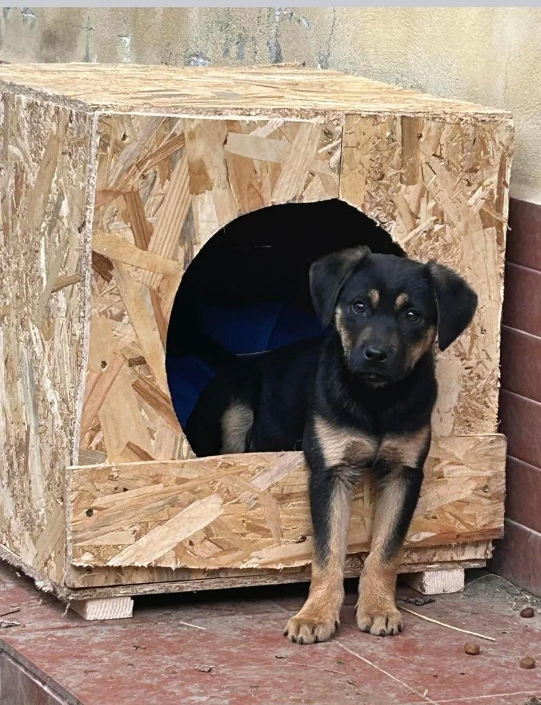 Betty — Freedom Angels Romania