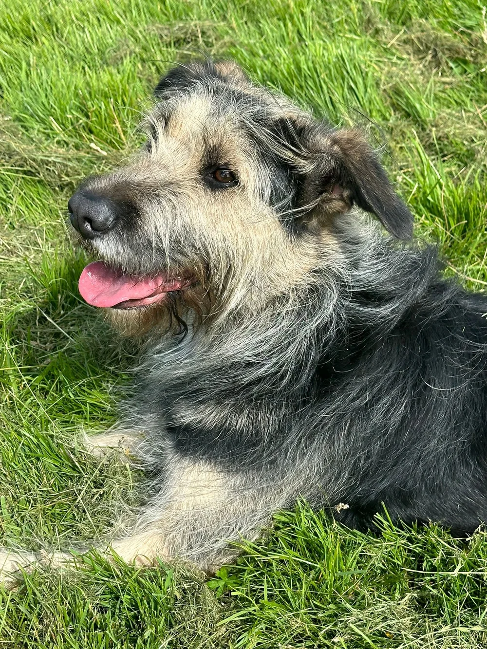 Adult Angels — Freedom Angels Romania