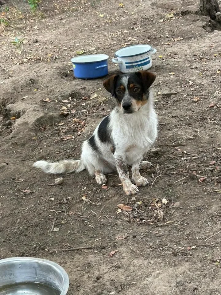 Adult Angels — Freedom Angels Romania