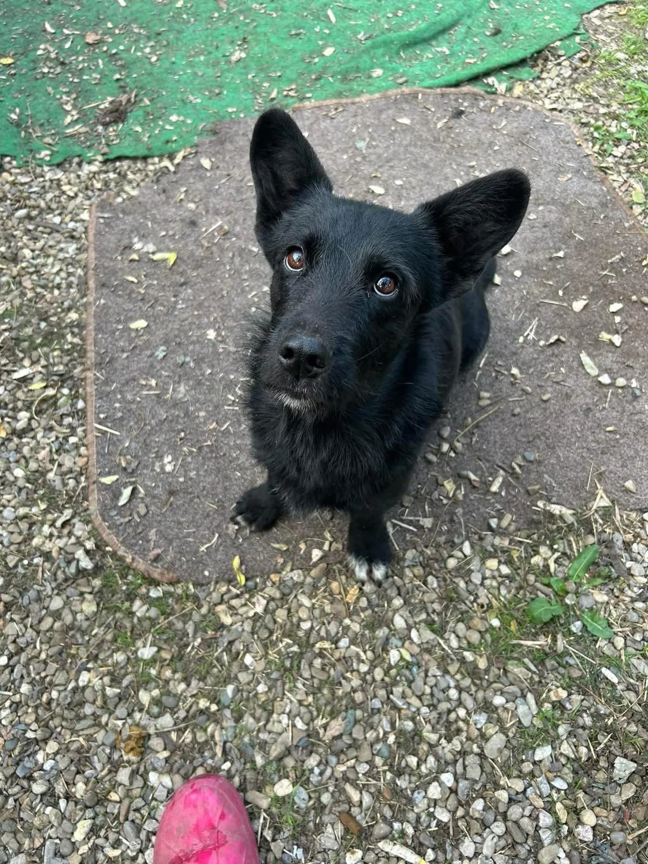 Adult Angels — Freedom Angels Romania