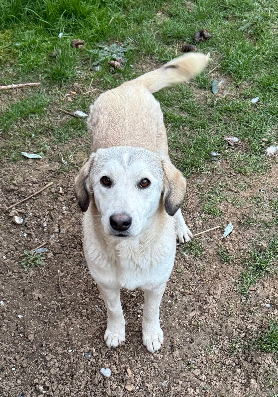 Adult Angels — Freedom Angels Romania