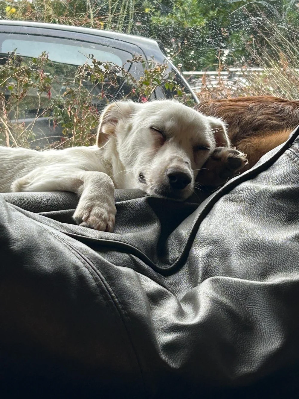 Adult Angels — Freedom Angels Romania