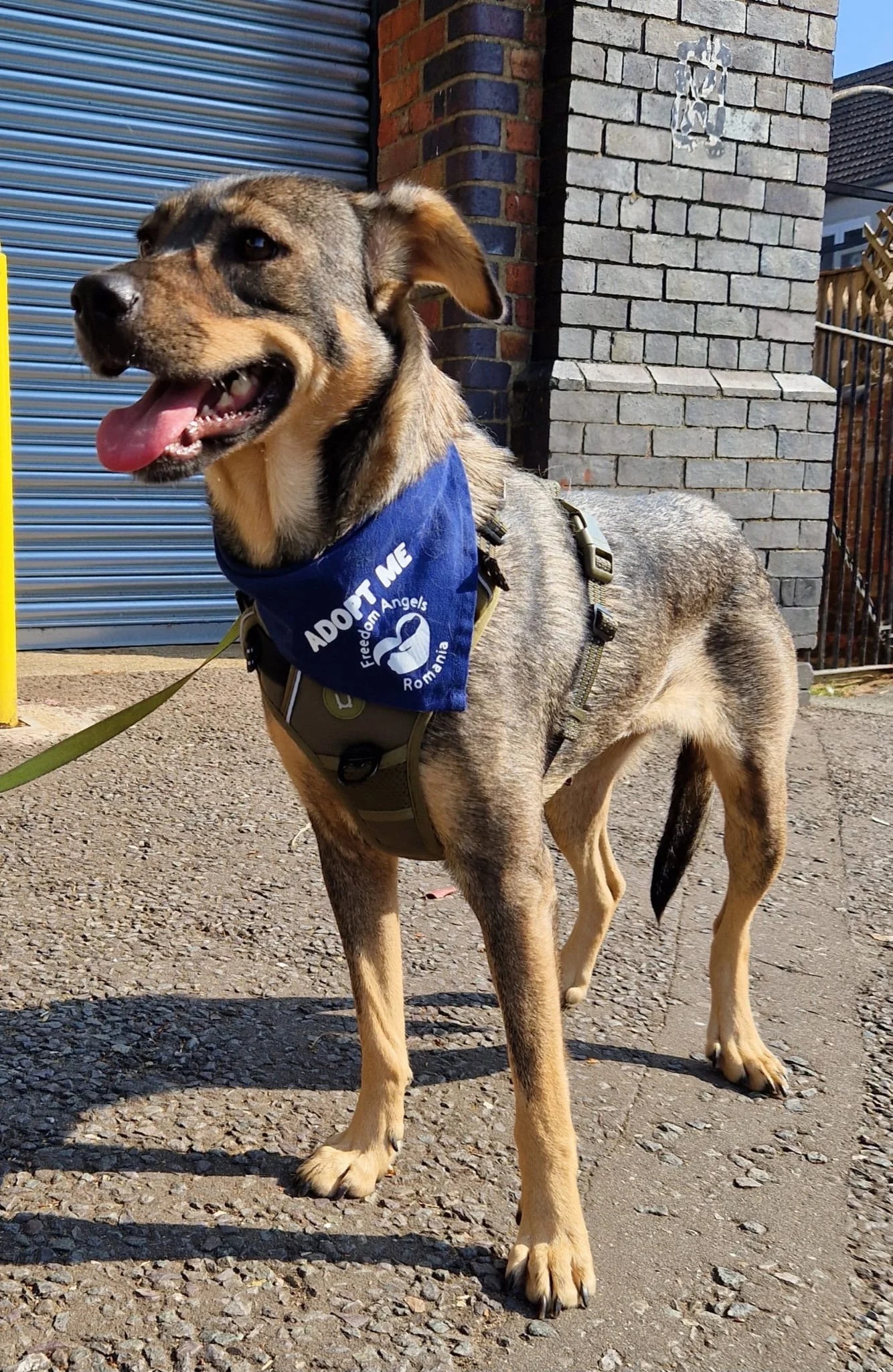 Adult Angels — Freedom Angels Romania