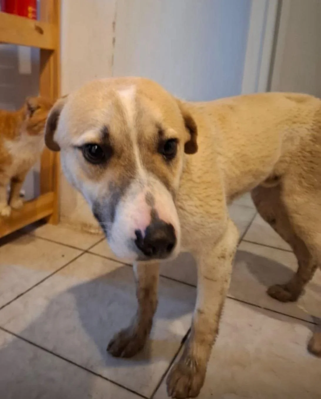 Adult Angels — Freedom Angels Romania