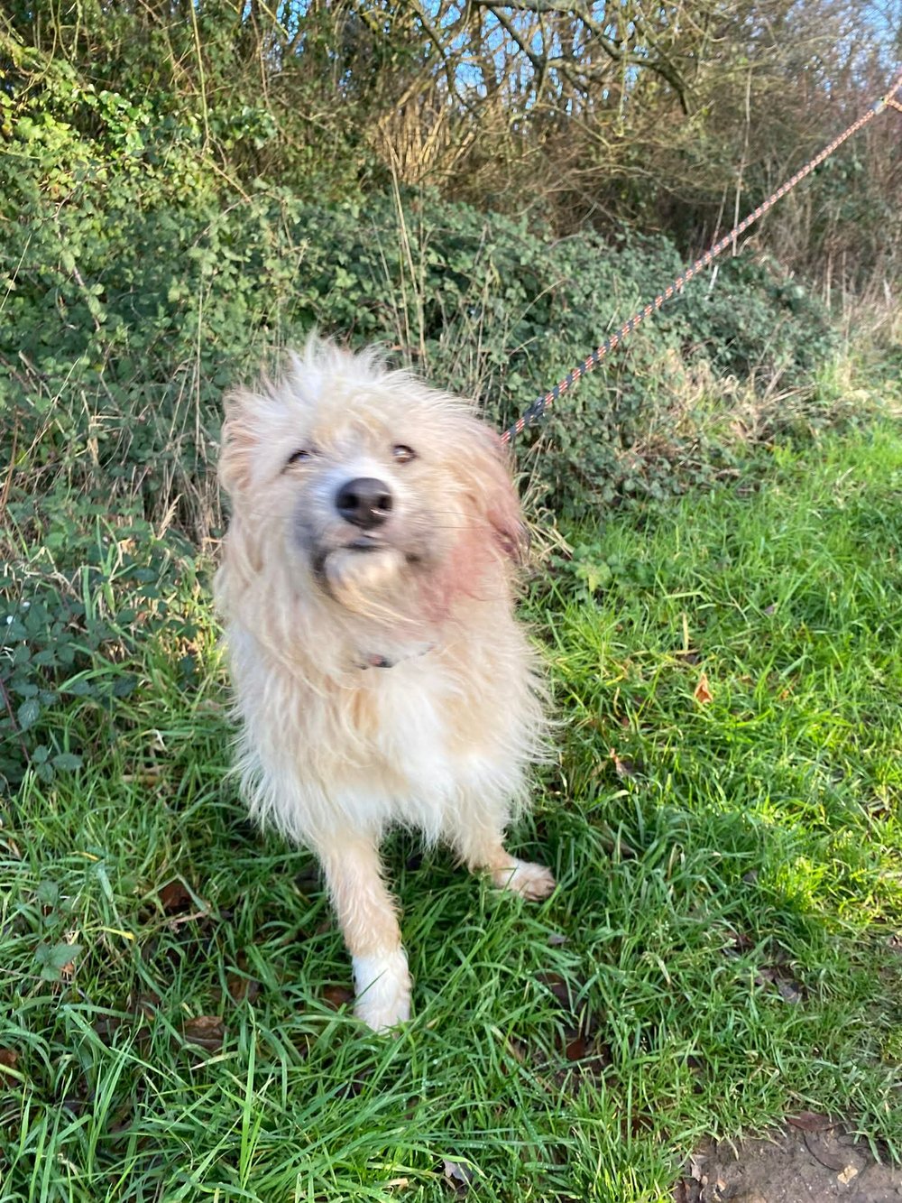 Adult Angels — Freedom Angels Romania