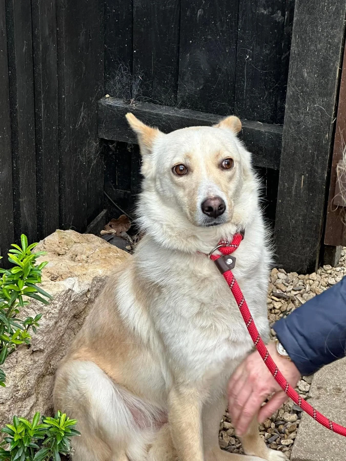 Adult Angels — Freedom Angels Romania