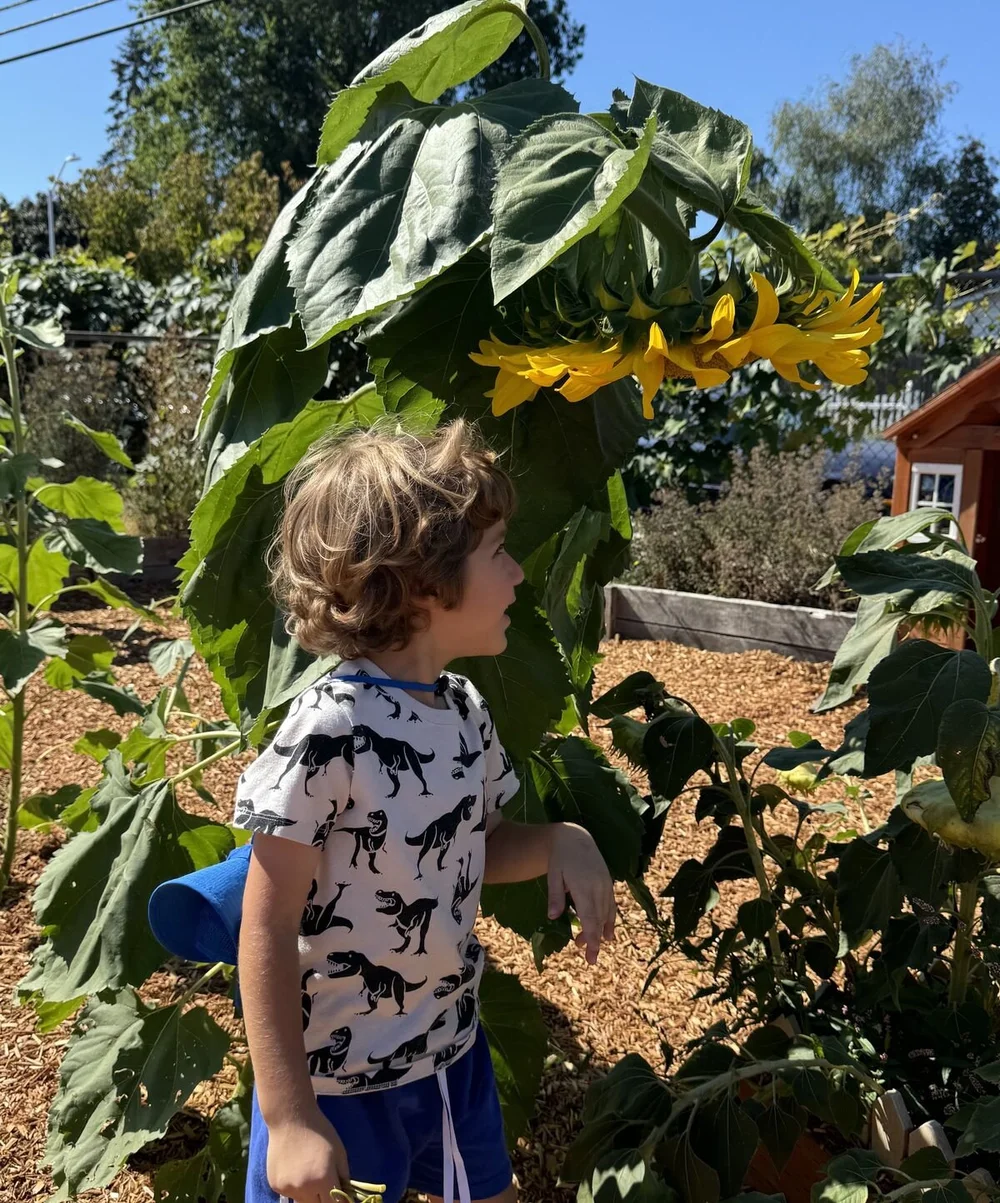 Early Childhood (PreK & K) — Swallowtail Waldorf School & Farm